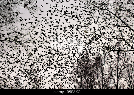 Large flock of Common Grackles in flight against evening sky Stock ...
