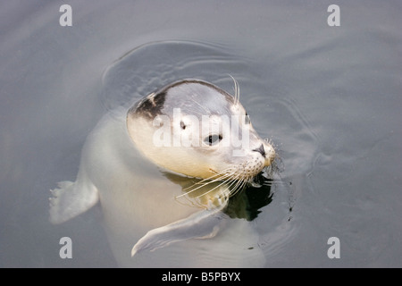 Harbour seal in captivity Stock Photo - Alamy