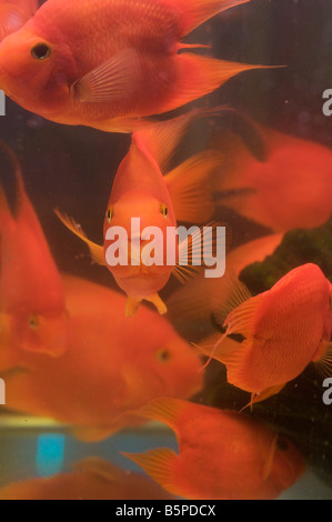 Goldfish in a crowded aquarium underwater Stock Photo - Alamy