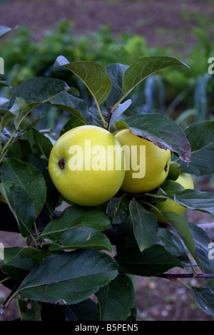 OLD ENGLISH COOKING APPLE GOLDEN NOBLE GROWING ON AN ESPALIER TREE ...