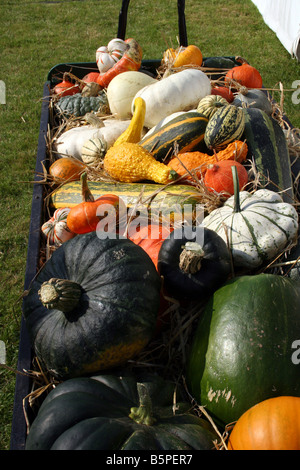English Pumpkins and Squash varieties on a farm shop barrow display at ...