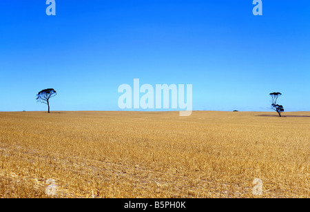 Salmon Gum tree, Eucalyptus Salmonophloia, Western Australia Stock ...