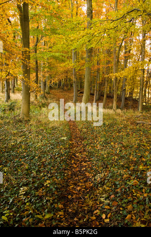 Path through the woods in autumn Stock Photo - Alamy
