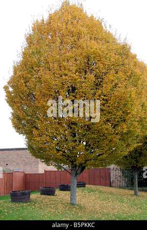 CARPINUS BETULUS FASTIGIATA AGM IN AUTUMN Stock Photo - Alamy