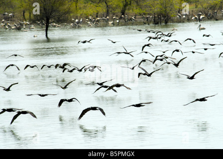LESSER CORMORANTS IN KUNDAKULAM BIRD SANCTUARY TAMILNADU Stock Photo ...