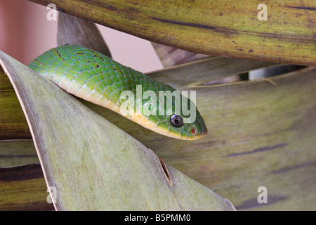 snake green night adder green viper Uganda africa Stock Photo - Alamy