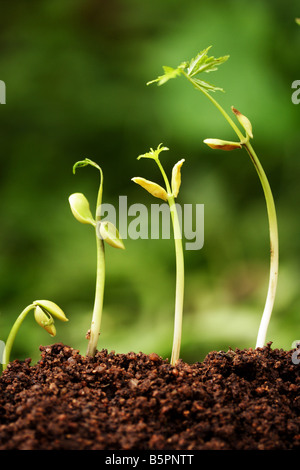 Four green seedlings Stock Photo - Alamy