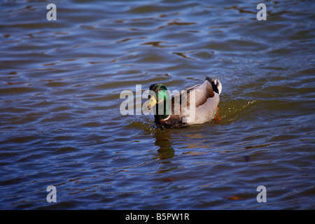 Male mallard duck deformed or injured beak swimming on the water Stock ...