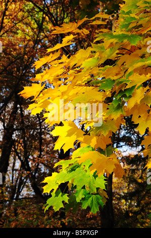 Orange, Red and brown autumn coloured vine leafs Stock Photo - Alamy