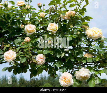 Rosa `Golden Glow` Stock Photo - Alamy