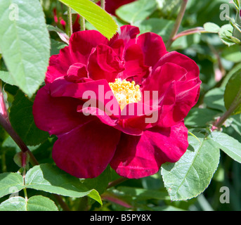 Rosa 'James Mason' Stock Photo - Alamy