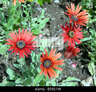 Arctotis x hybrida 'Flame' Stock Photo - Alamy