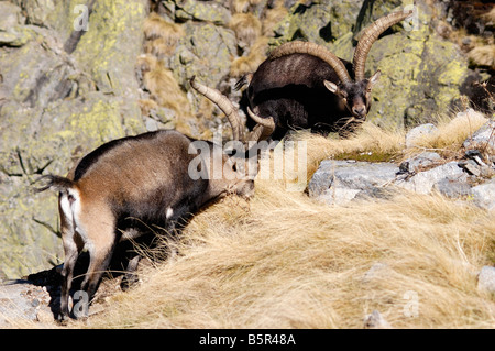 Spanish Ibex Capra pyrenaica Old males fighting during the rut season ...