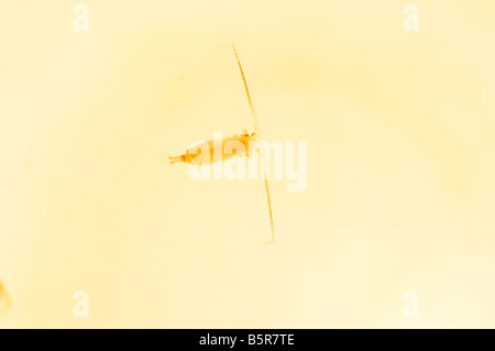 copepods crustaceans that are at the base of the food chain and feed on ...