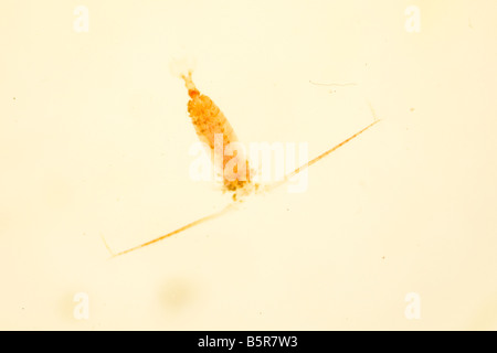 copepods crustaceans that are at the base of the food chain and feed on ...