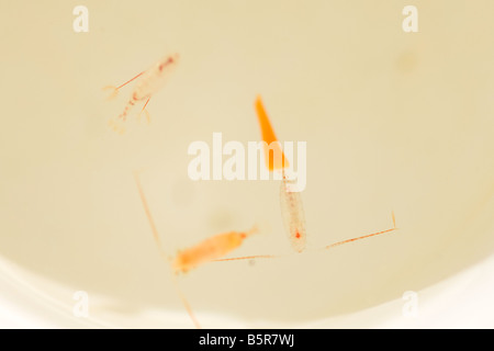copepods crustaceans that are at the base of the food chain and feed on ...