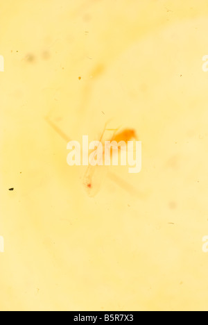 copepods crustaceans that are at the base of the food chain and feed on ...