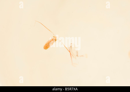 copepods crustaceans that are at the base of the food chain and feed on ...