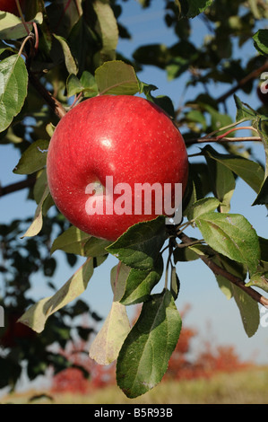 Color apples. Seven color apples Stock Photo - Alamy