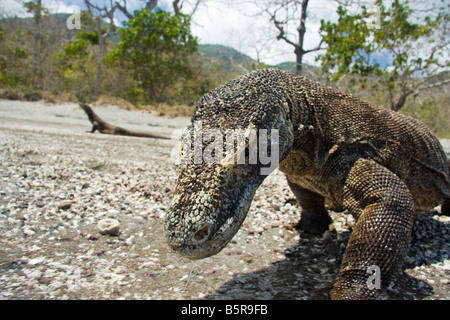 Indonesia, Komodo Island, Komodo National Park, Pink Beach. The beach ...
