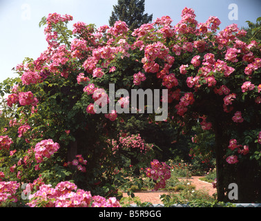 Roses on trellis Stock Photo - Alamy