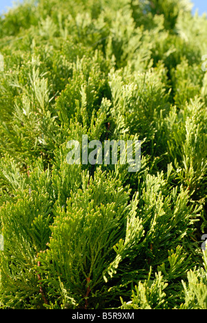 Evergreen shrubbery close-up – vibrant green foliage texture – natural ...