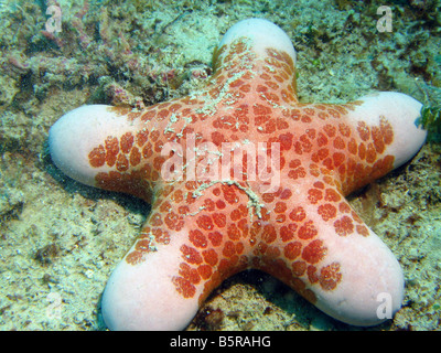 Granulated Seastar Choriaster granulatus, Sabah, Borneo Stock Photo - Alamy