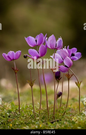 Crown Anemones Anemone coronaria on the Omalos Plateau White Mountains ...