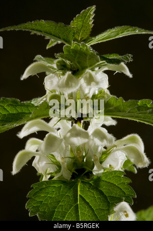 A white dead-nettle Lamium album featuring white flowers and serrated ...