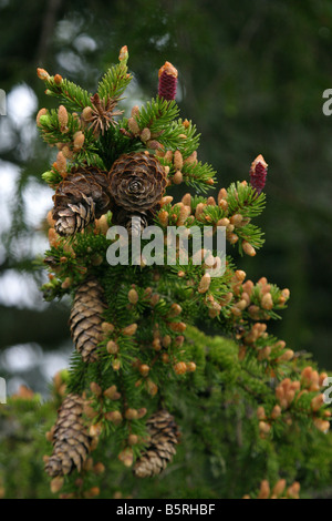Norwegian spruce, Picea Abies, tree with snow covered needle leaves ...