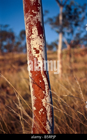 Trunk of the Australian Red Bloodwood Tree Stock Photo - Alamy