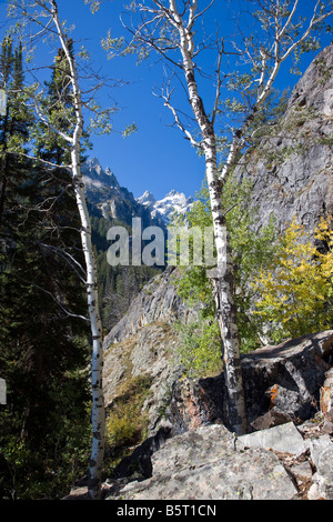 Teton Mountains framed with Aspen Trees, Cascade Canyon, Grand Teton ...