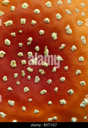 Red poisonous fly agaric in the forest, autumn dangerous mushrooms red ...