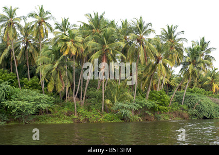 Cunambar river and palm trees near Pondicherry India Stock Photo - Alamy