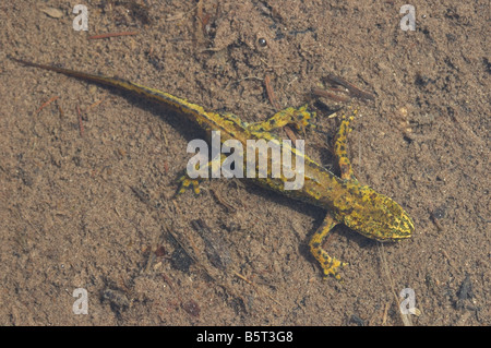 Carpathian newt (Lissotriton montandoni) female under water Stock Photo ...