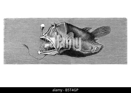 Netdevil (Borophryne apogon) deep sea species female with attached male ...