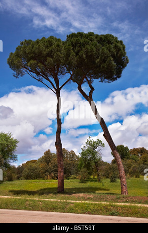 Walk in magnificent suburban park of Madrid in warm spring day Stock ...