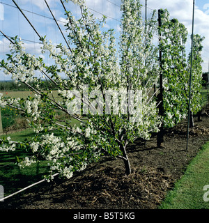 FAN TRAINED FRUIT TREES AT RHS ROSEMOOR GARDEN DEVON NEAREST CAMERA ...