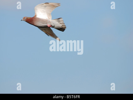 Bird flying sky Stock Photo - Alamy