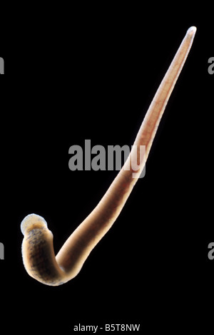 Freshwater leech Erpobdella octoculata feeds on insect larvae Stock ...