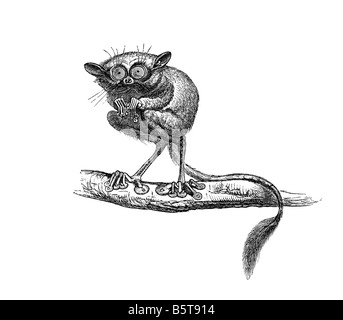 lemur lemurs primate primates prosimian madagascar madagascan "lesser ...