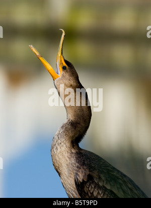 Double-crested Cormorant with mouth open perched on a log in the Bow ...