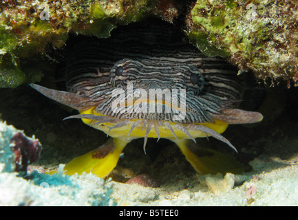 Fish head of a Bearded toadfish, Sanopus barbatus, underwater in the ...