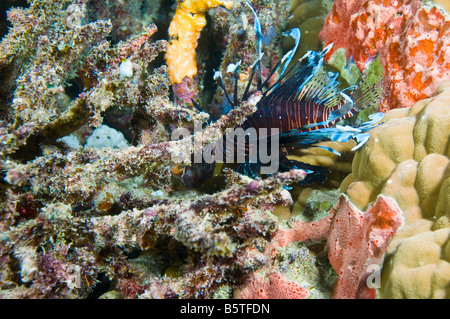 common lionfish above coral of great barrier reef australia Stock Photo ...