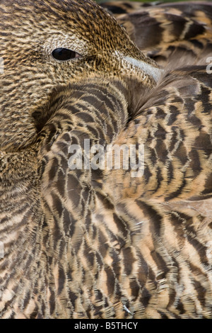Female Eider Duck (Somateria mollissima) Resting on a Seaweed Covered ...