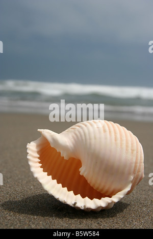 Close up of a conch shell at a peruvian beach Beautiful Details and ...