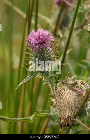 Scottish Thistle. National emblem of Scotland Stock Photo - Alamy