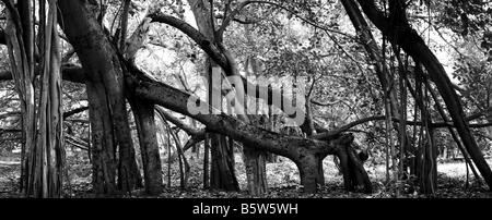 Ficus Benghalensis. Thimmamma Marrimanu banyan tree, Near Kadiri ...