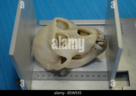 Bone length measuring device here with animal skull bones used by ...