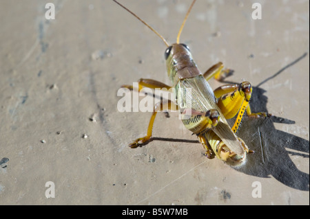 Devastating Grasshopper (Melanoplus devastator Stock Photo - Alamy